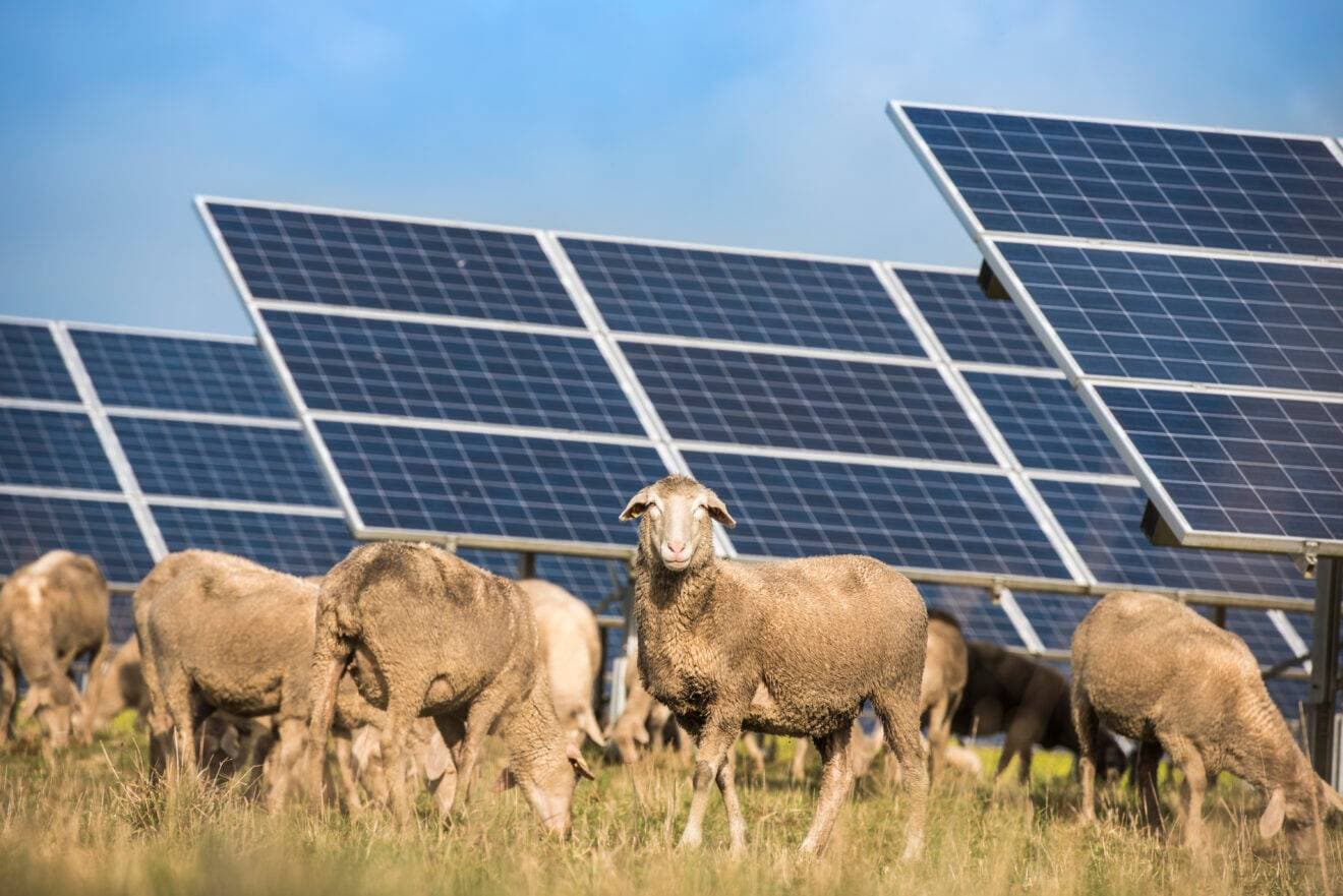 Shady Business: Solar Panels Make Sheep Healthier and Wool Stronger