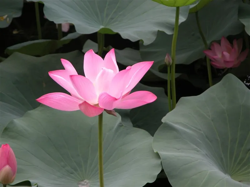 Is Light Pollution Advancing Spring? - Canadian Association for the ...