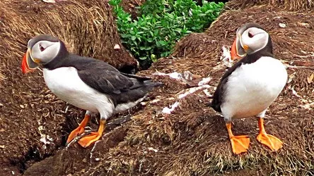 Puffins are in trouble - Canadian Association for the Club of Rome