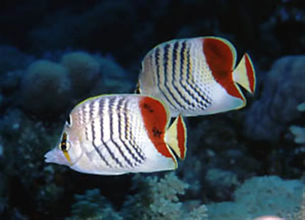 Montreal summit - can it deliver? - Canadian Association for the Club ...