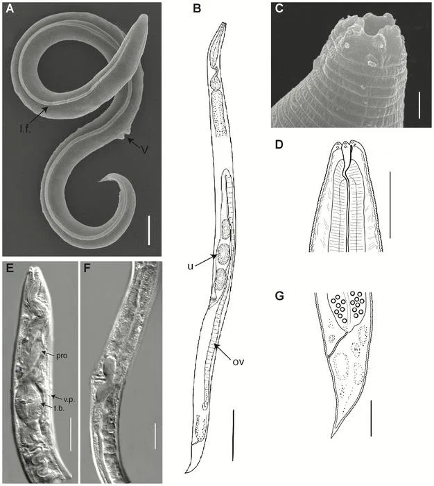 Hopeful article from Science Alert: Ancient Worm Resurrected After ...