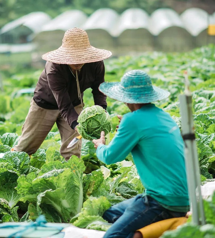 USDA releases new report: International Food Security Assessment, 2024 ...